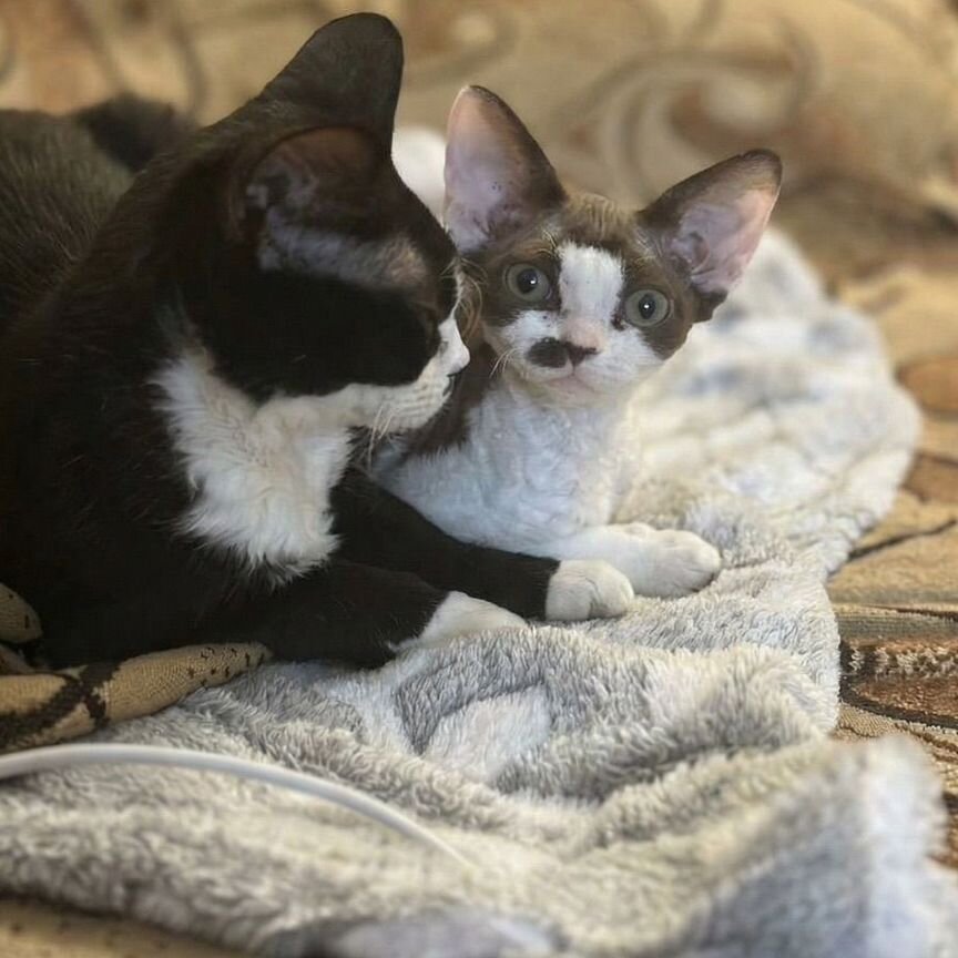 Девон-рекс котёнок