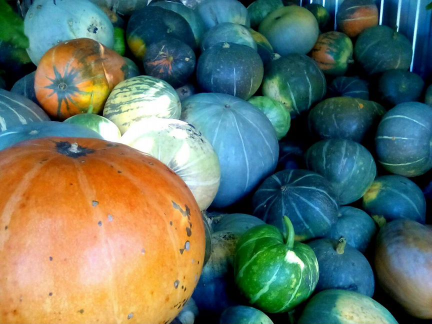 Кабак кормовой. Тыква сладкая