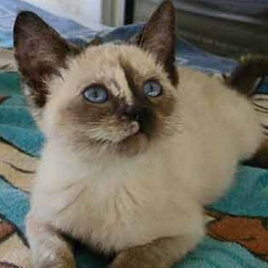 Тайский котёнок