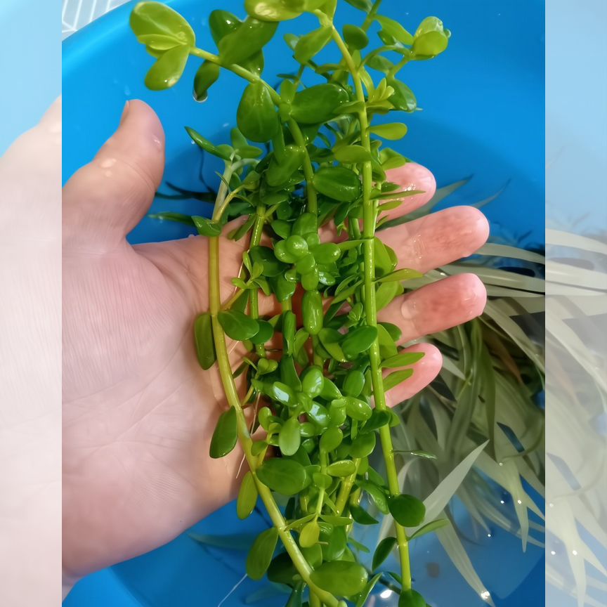 Аквариумное растение