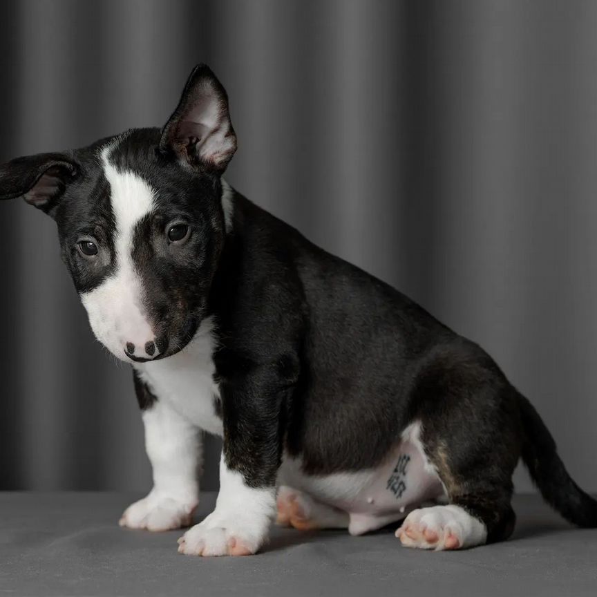 Мини-бультерьер, щенок