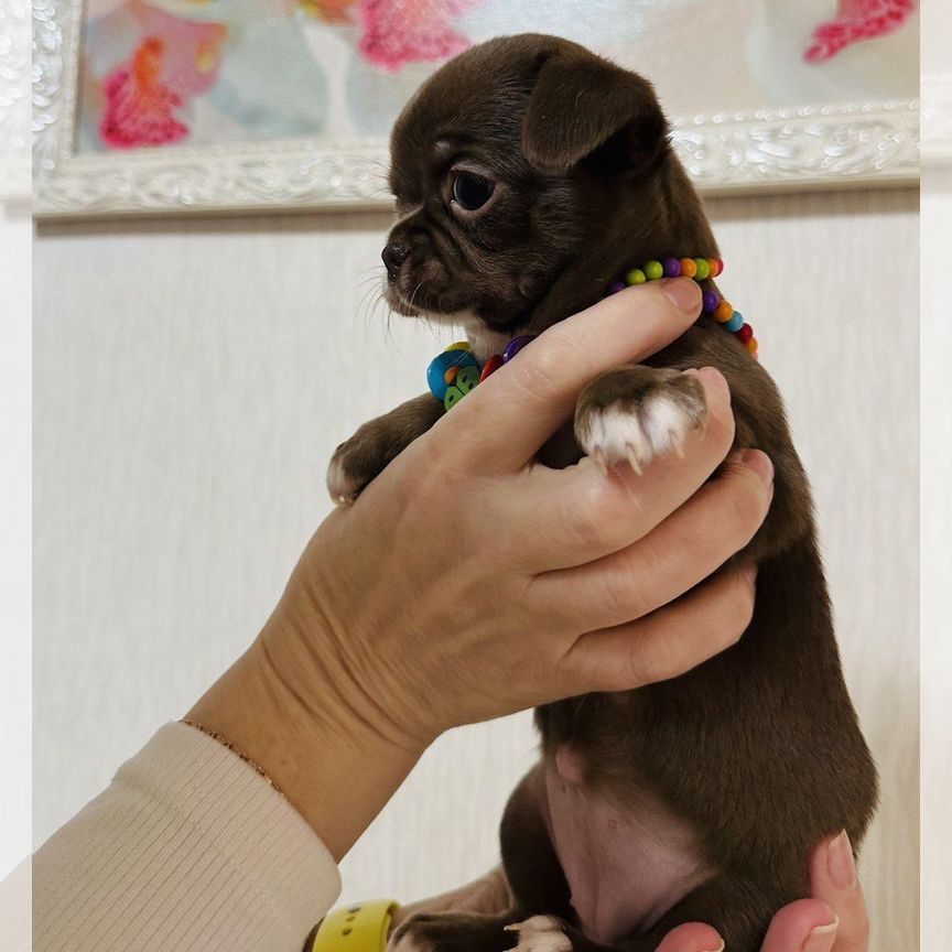 Чихуахуа, щенок