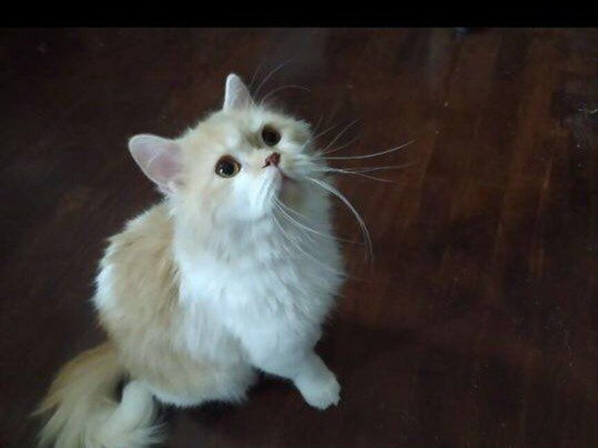 Кот в добрые руки