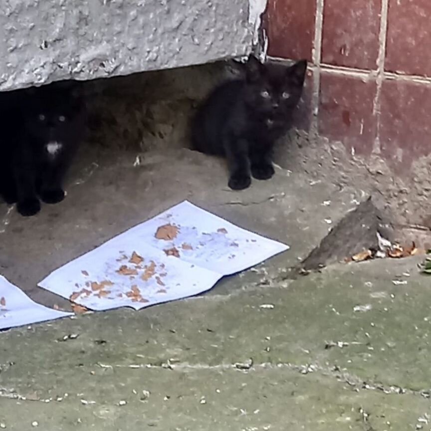 Котята мейн-кун в добрые руки