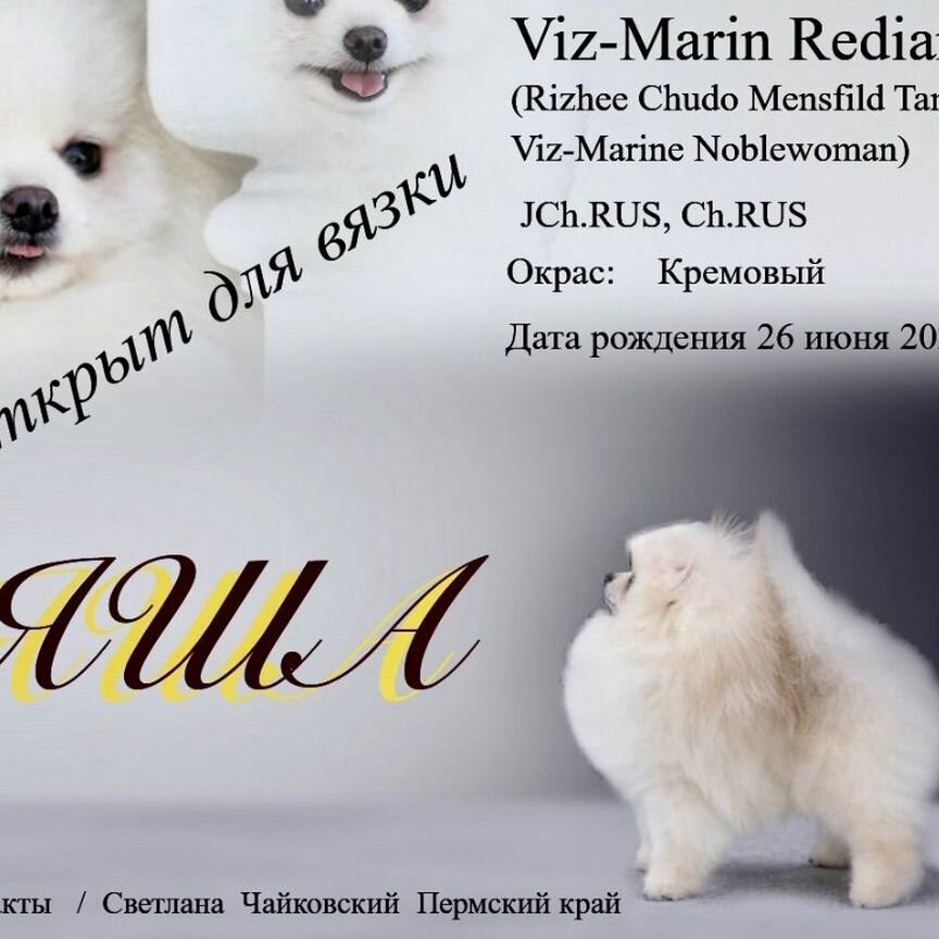 Померанский шпиц, вязка