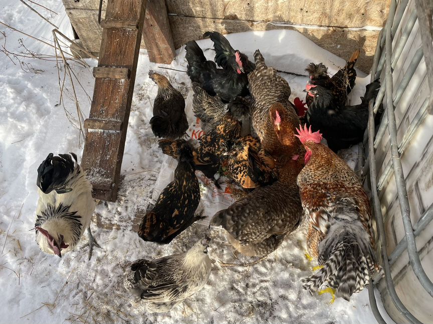 Инкубационное яйцо