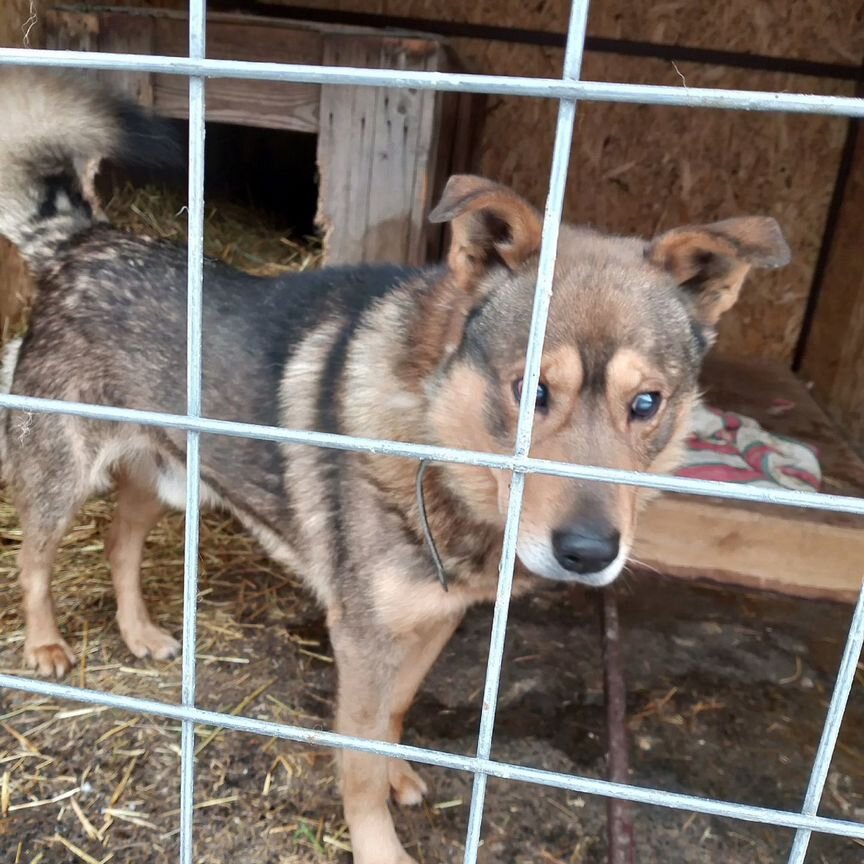 Слепой злой пес в добрые руки