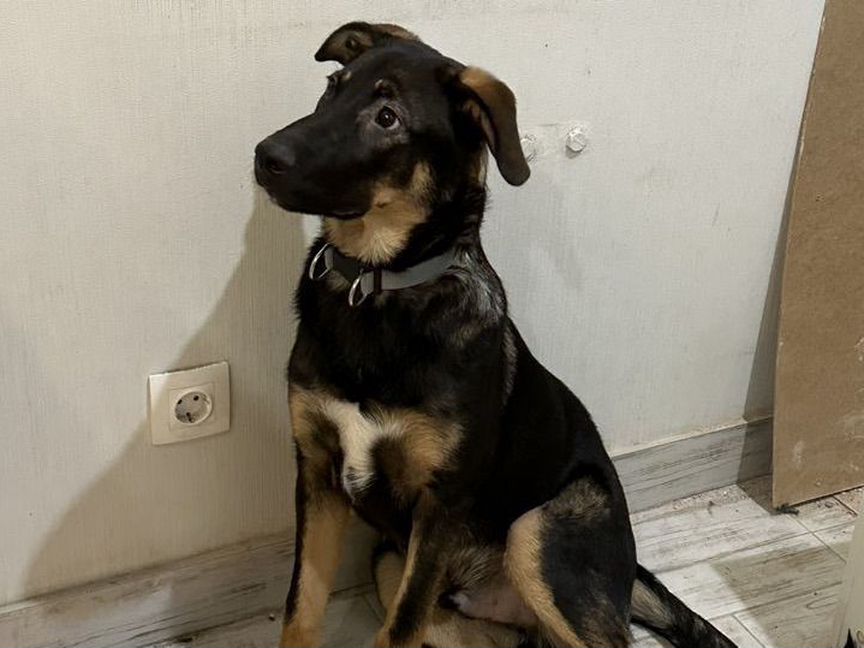 Собака в добрые руки