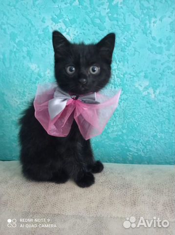 Кошечка ищет дом