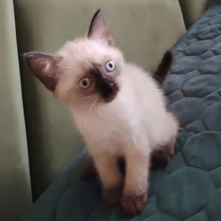 Котёнок от частного владельца