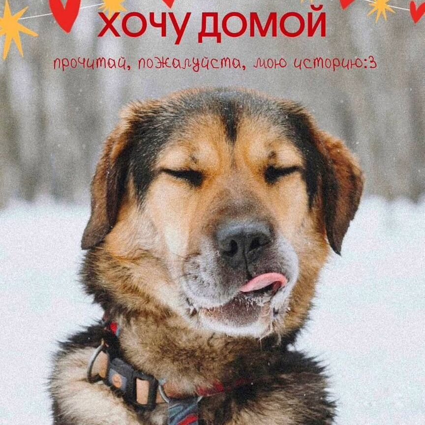 Собаченька в добрые руки