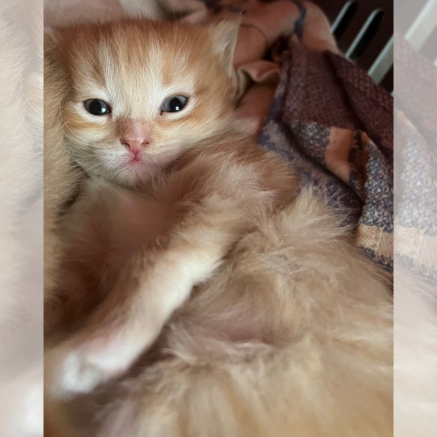 Котёнок в добрые руки