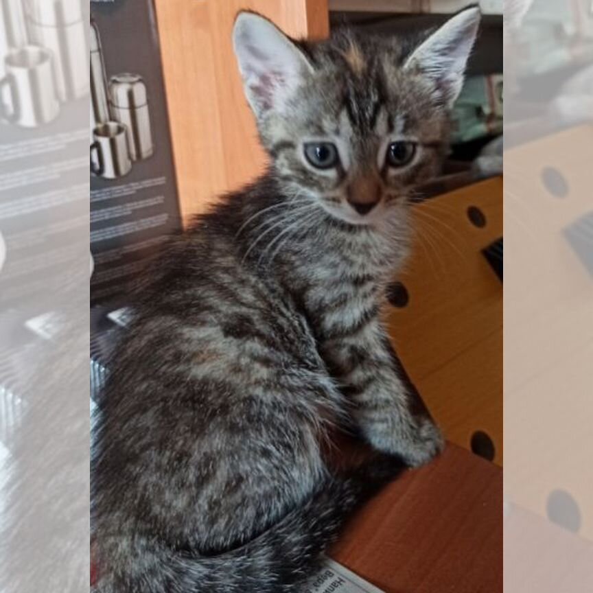 Котята