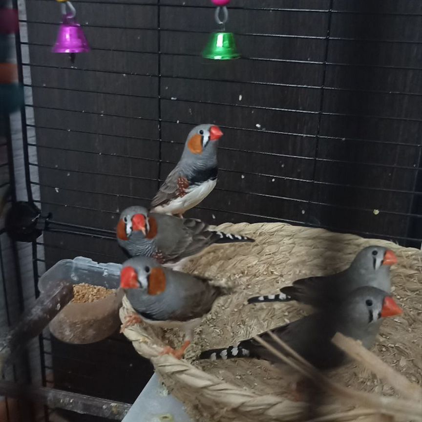 Зебровые амадины