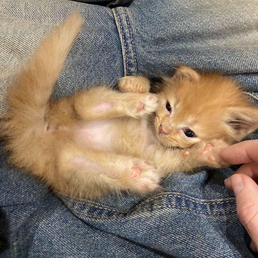 Котёнок в добрые руки