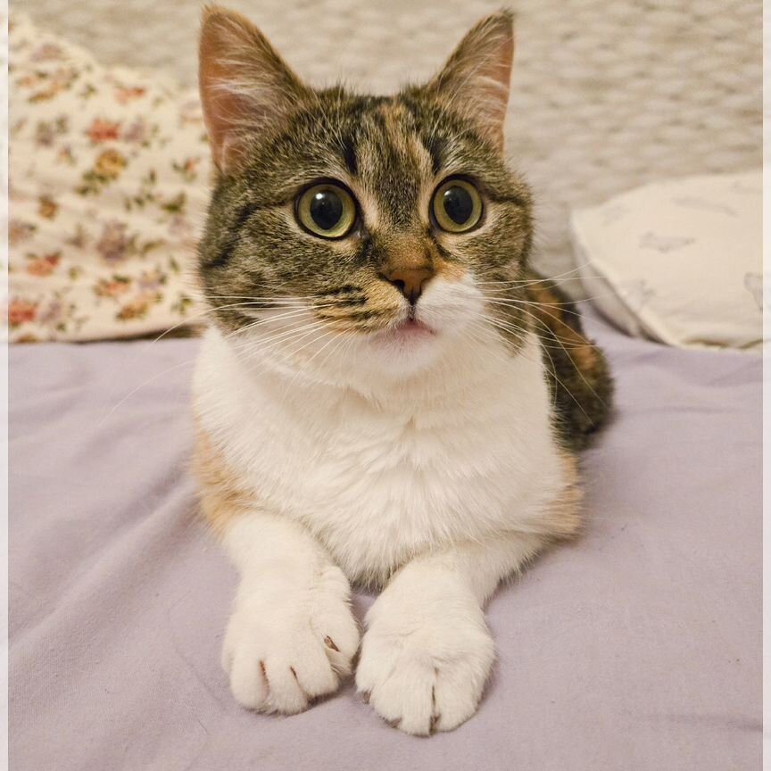 Шотландская прямоухая короткошёрстная, взрослая кошка