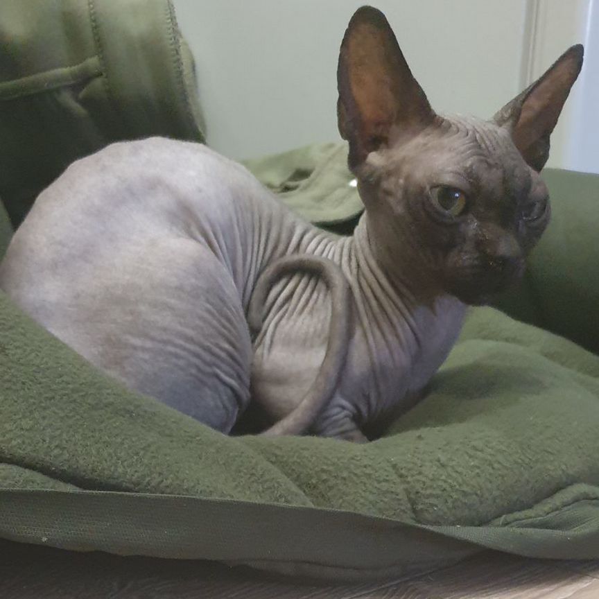 Сфинкс бамбино