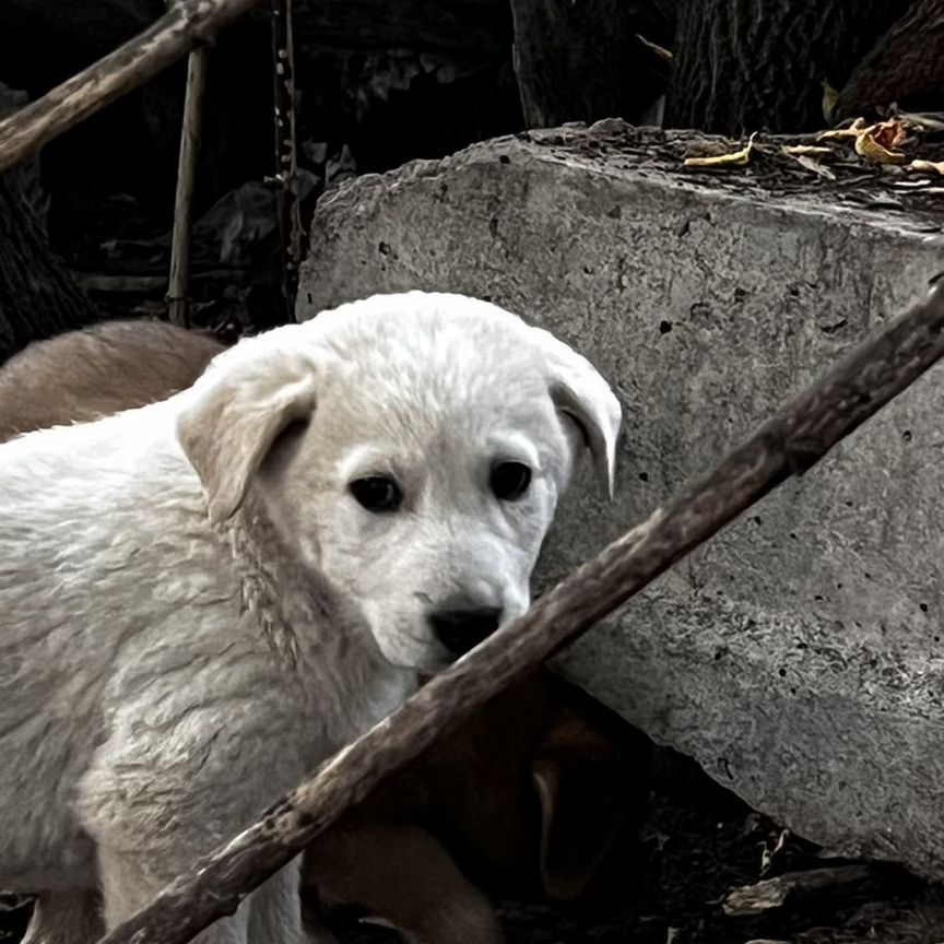 Щенки охранники бесплатно