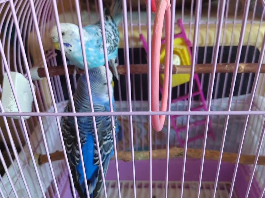 Волнистый попугай