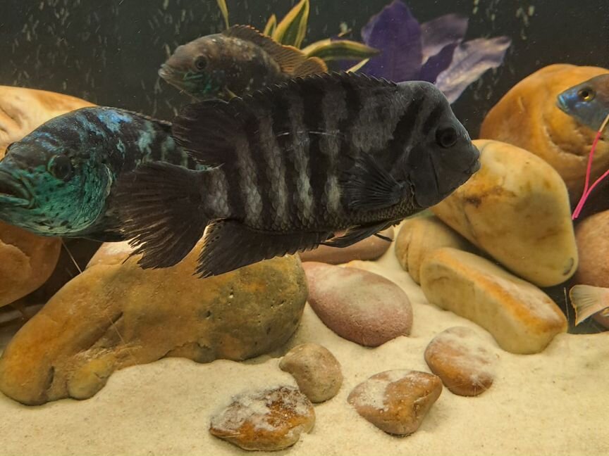 Цихлозома чернополосая