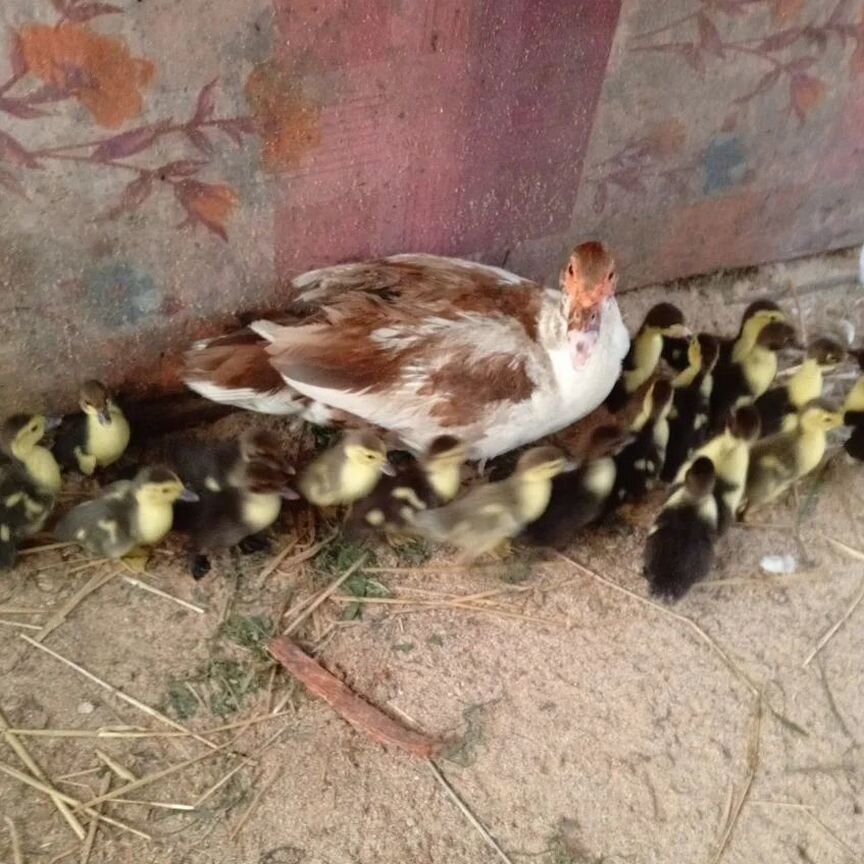 Индоутята тяжелой линии