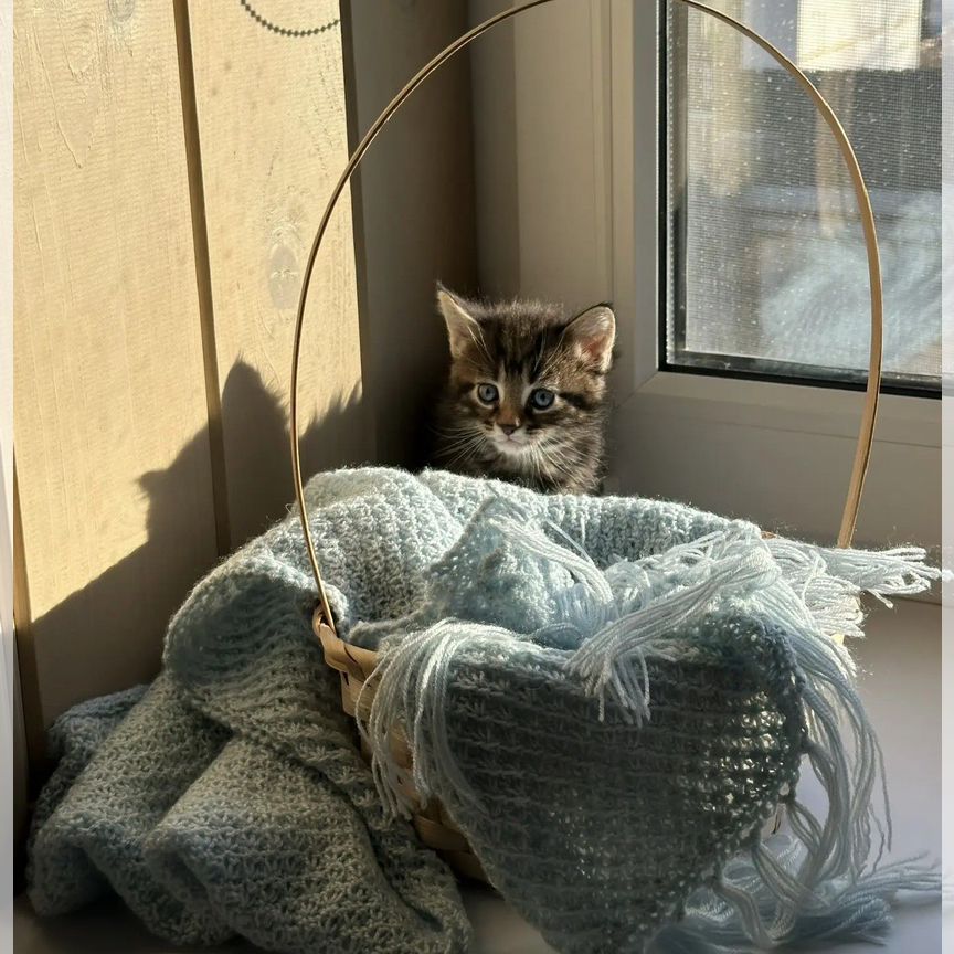 Котёнок в добрые руки
