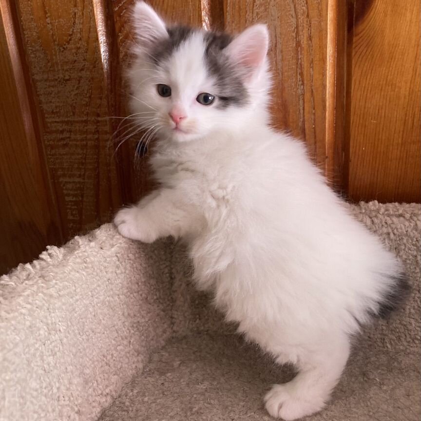 Курильский бобтейл котик