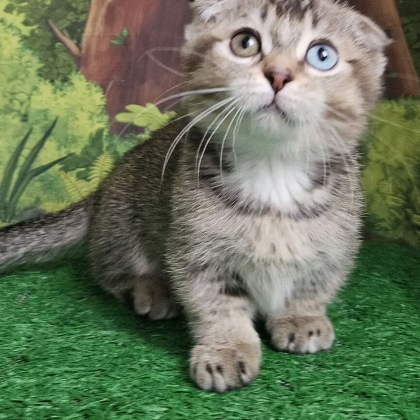 Манчкин котёнок