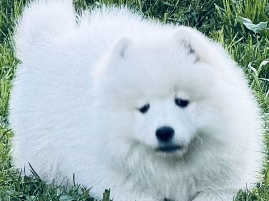 Самоед из питомника