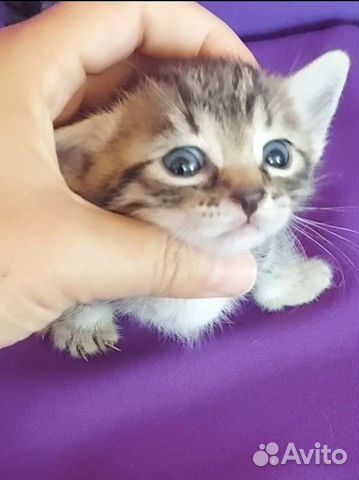 Манчкины коротколапики