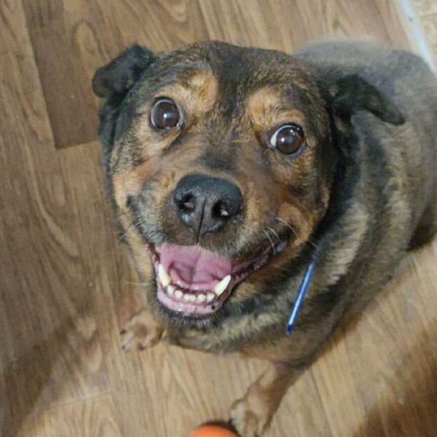 Самая добрая собака в самые добные руки