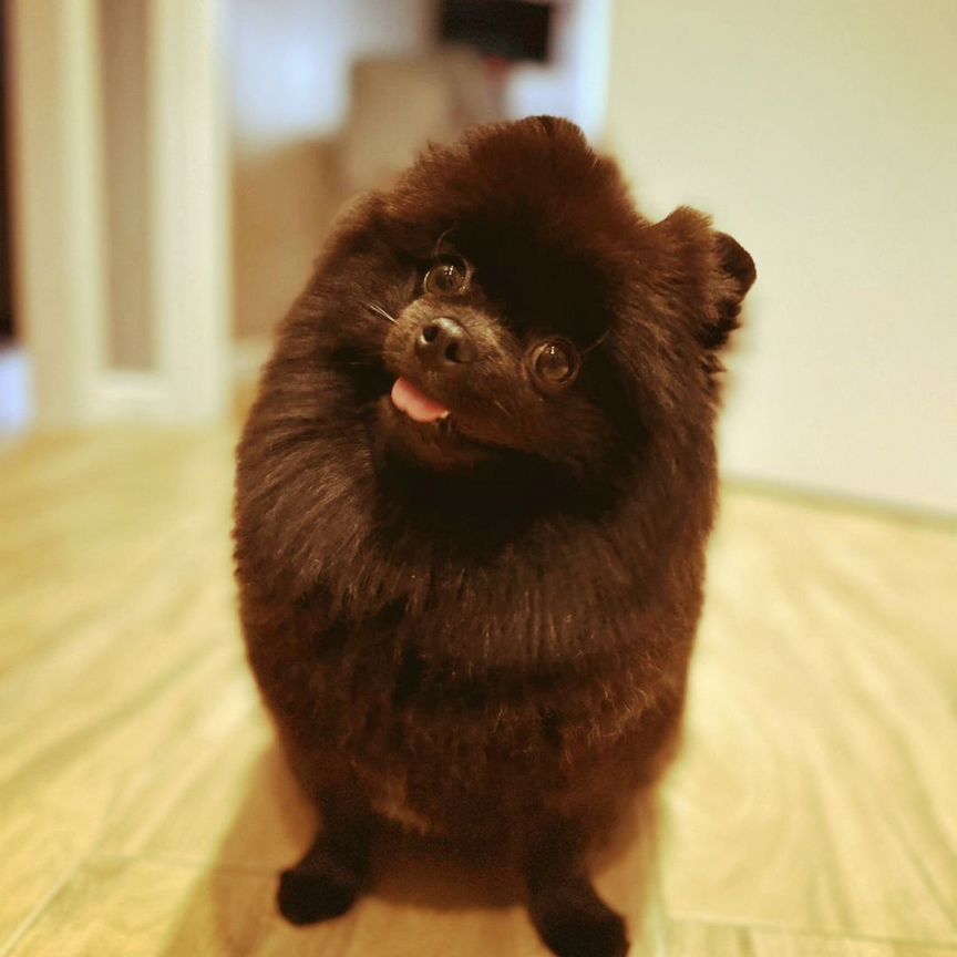 Шпиц мини взрослая