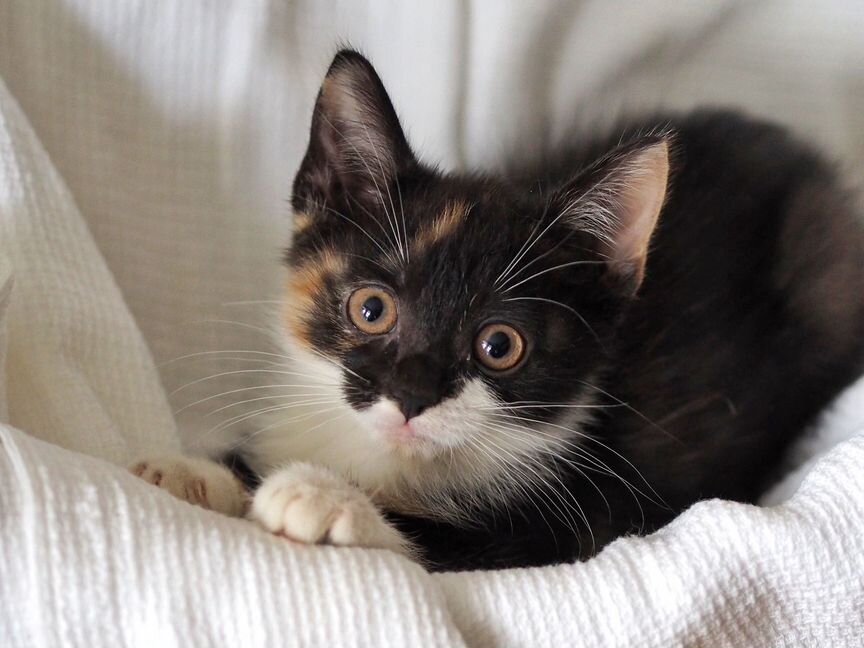 Трёхцветное счастье ищет дом