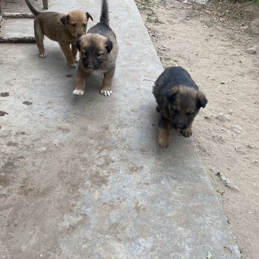 Щеночки в добрые руки