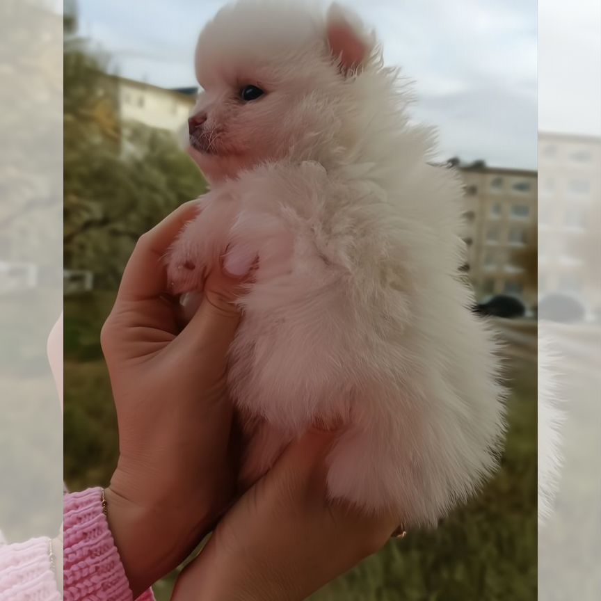 Померанский шпиц, щенок