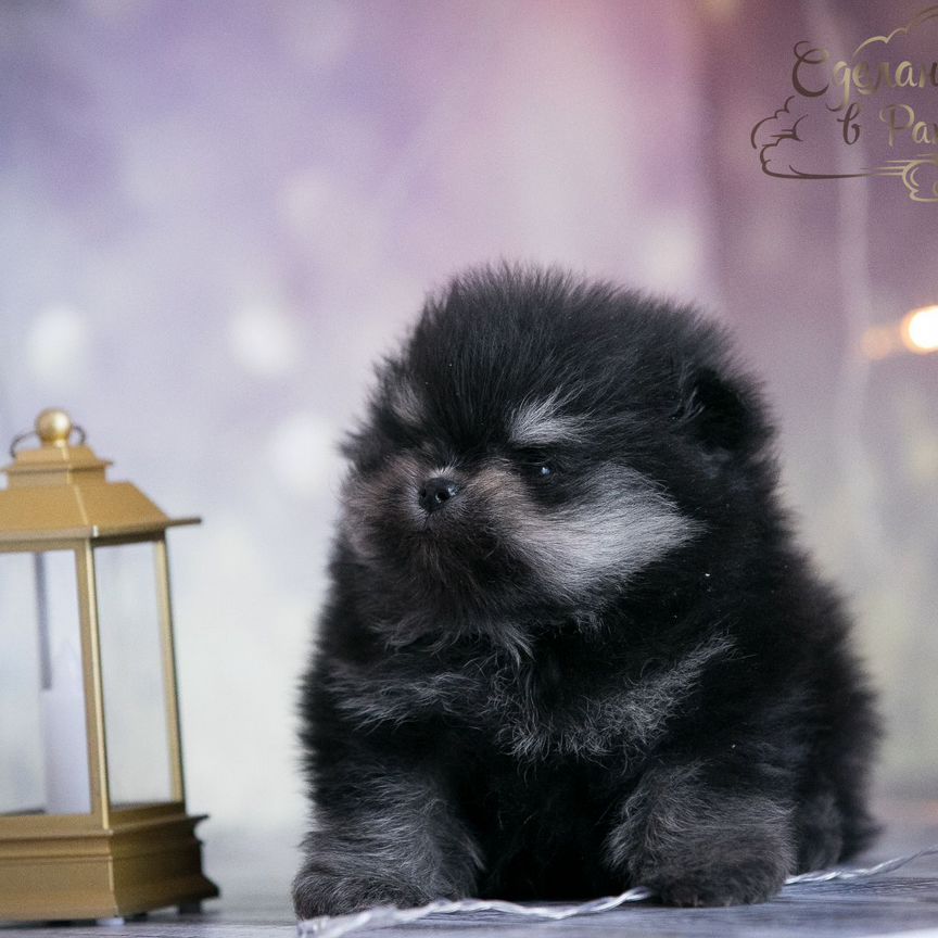 Померанский шпиц мини мишки