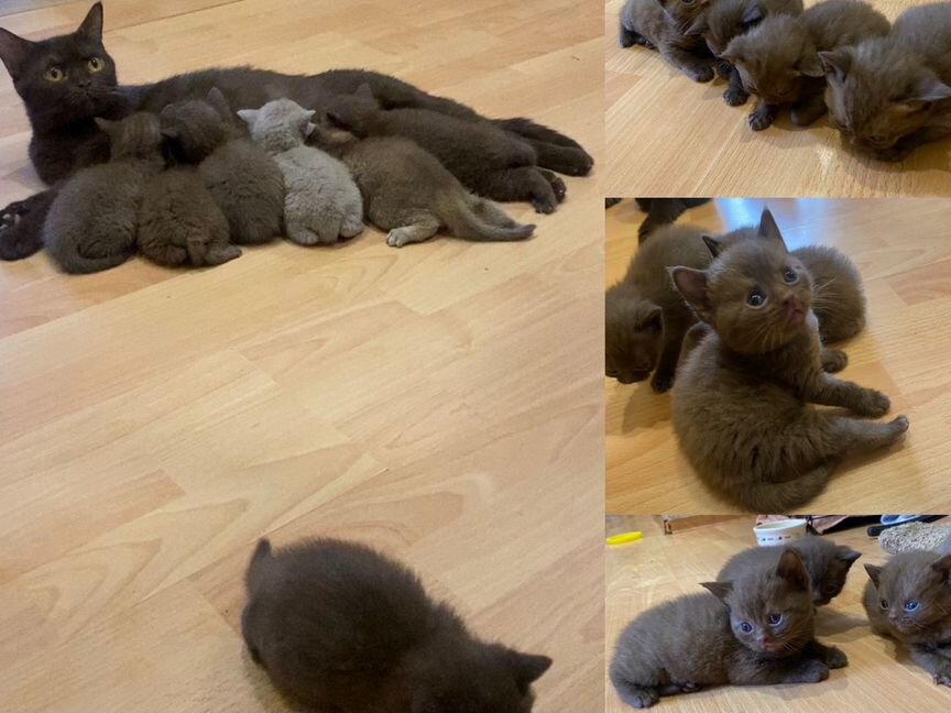 Британские котята шоколадный окрас