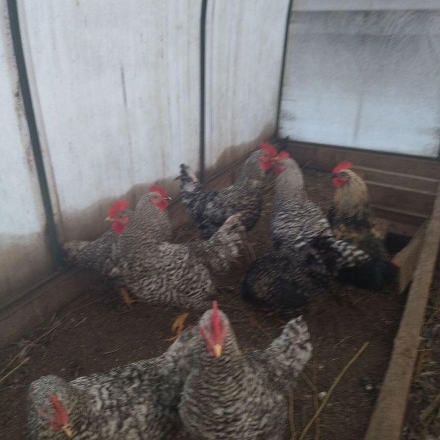 Куры доминант