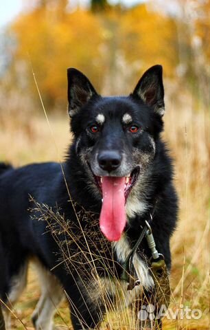 Собака в добрые руки