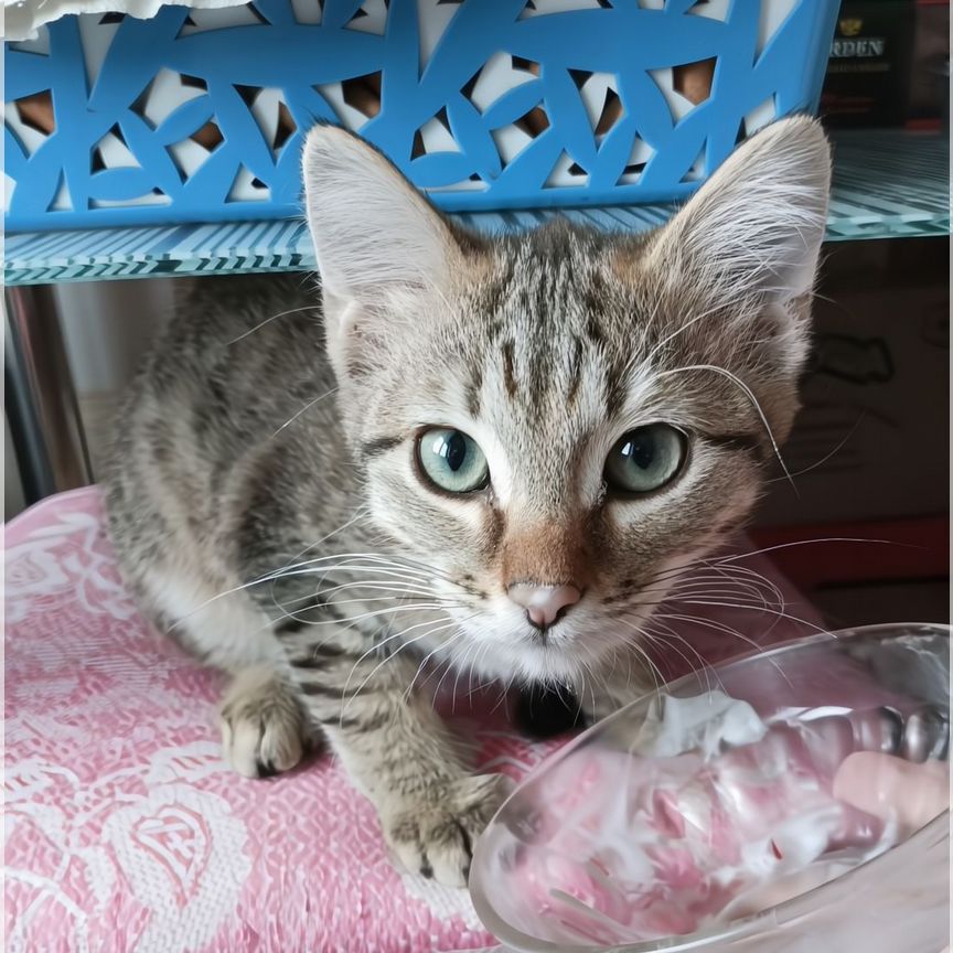 Котёнок в добрые руки