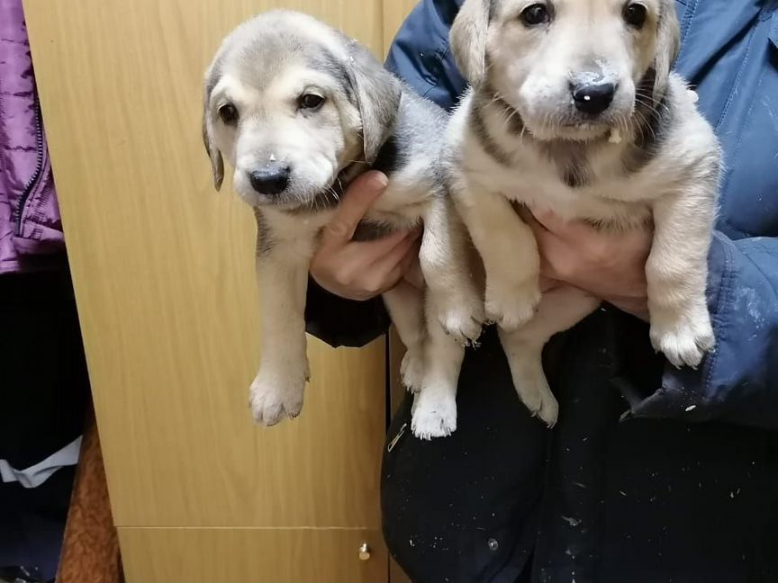 Продам щенка русской гончей от рабочих предков