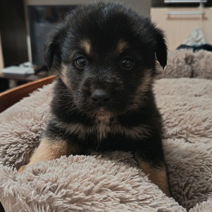 Щенок в добрые руки