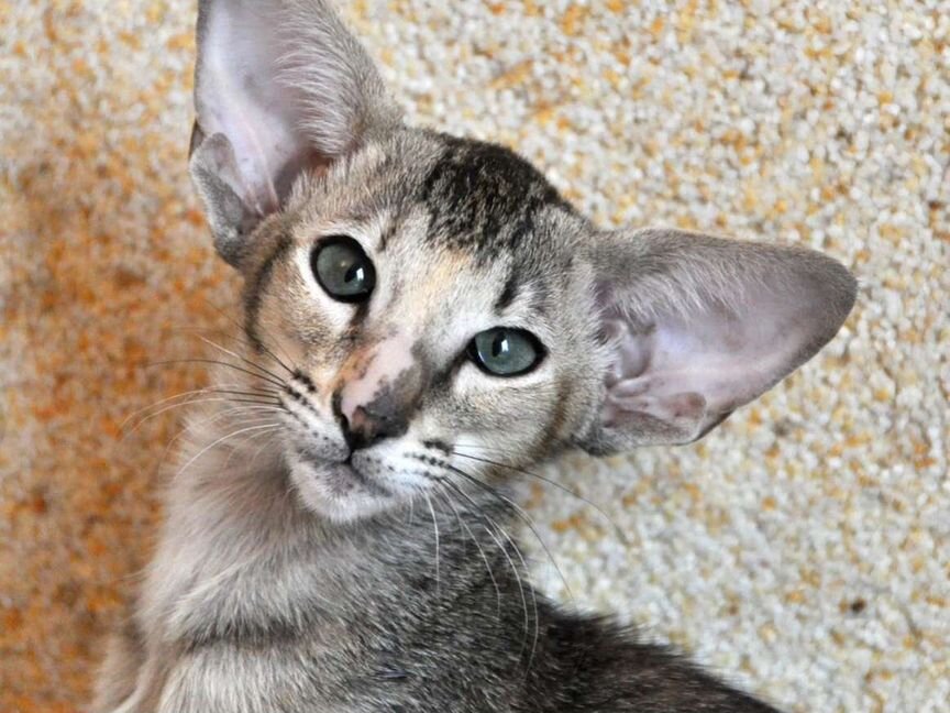 Малыши Ориенталы