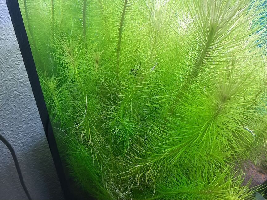 Аквариумное растение