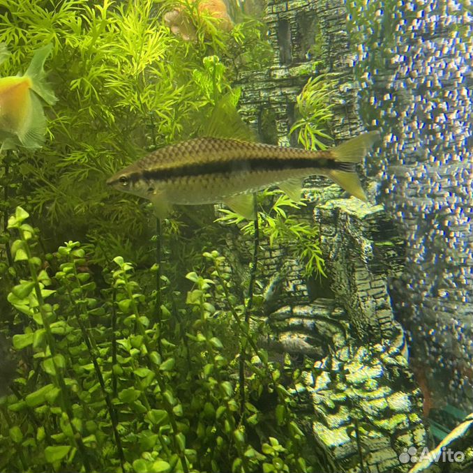 Сиамский водорослиед