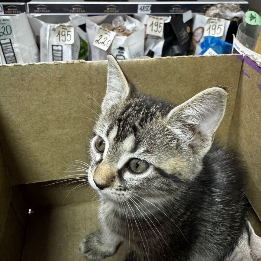 Котята