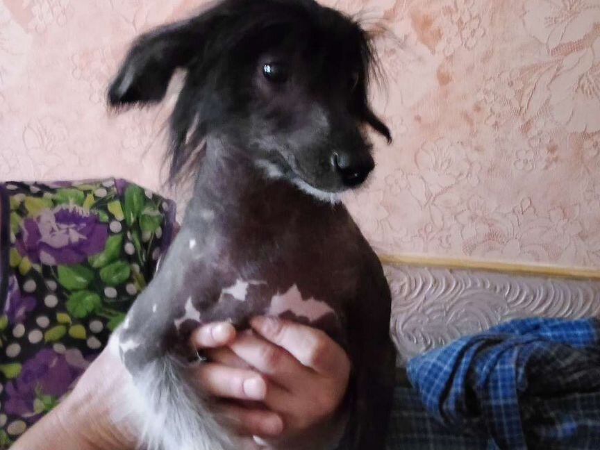 Китайская хохлатая