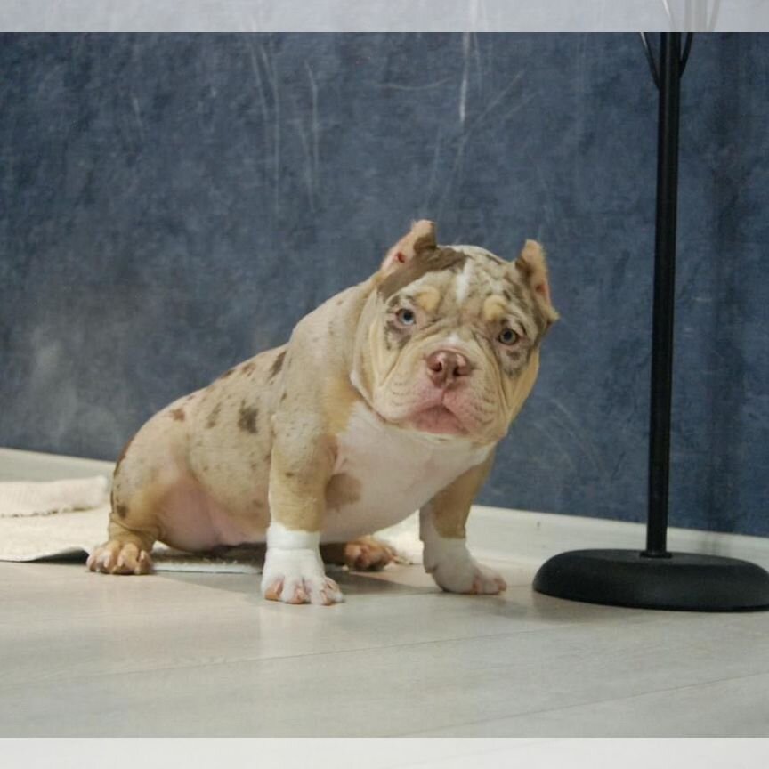 Американский булли покет