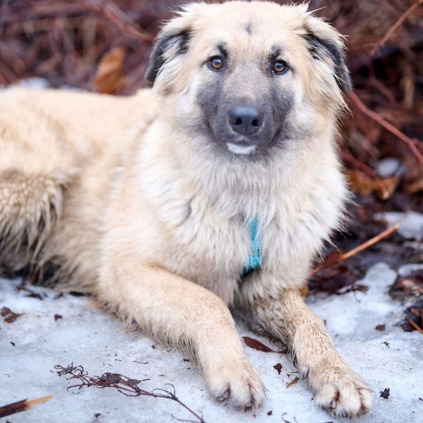 Щенок в добрые руки из приюта