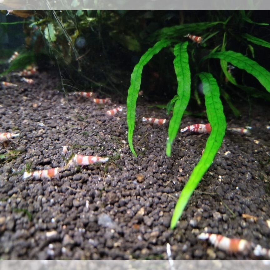 Креветки Красный Кристалл